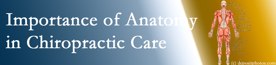The Importance of Anatomy to Your Richmond Chiropractor | Johnson ...
