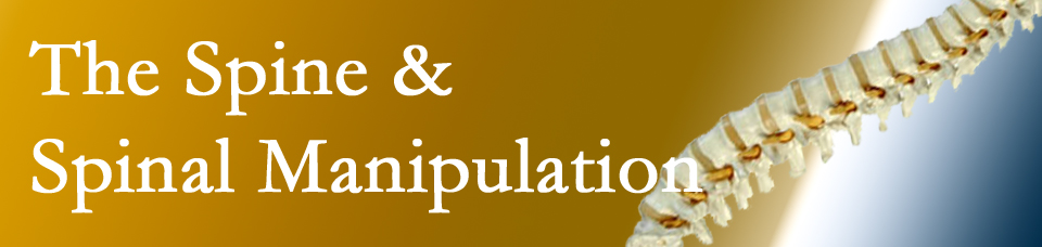 The Spine Reacts Well to Manipulation | Johnson Chiropractic